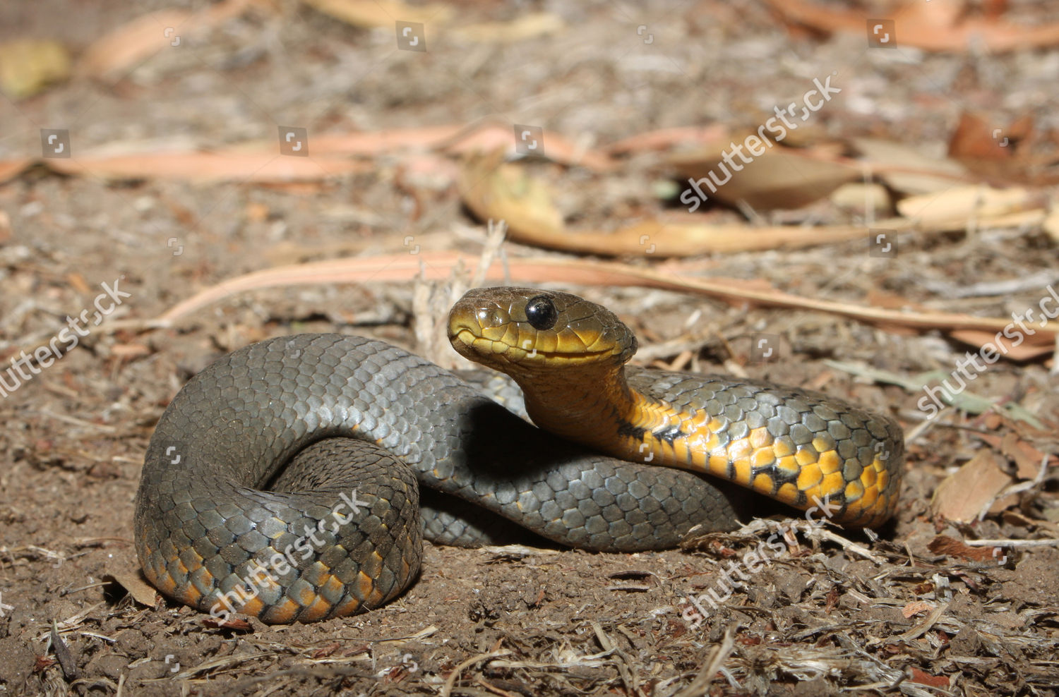Tiger Snake Juvenile Benger Swamp Western Editorial Stock Photo - Stock ...
