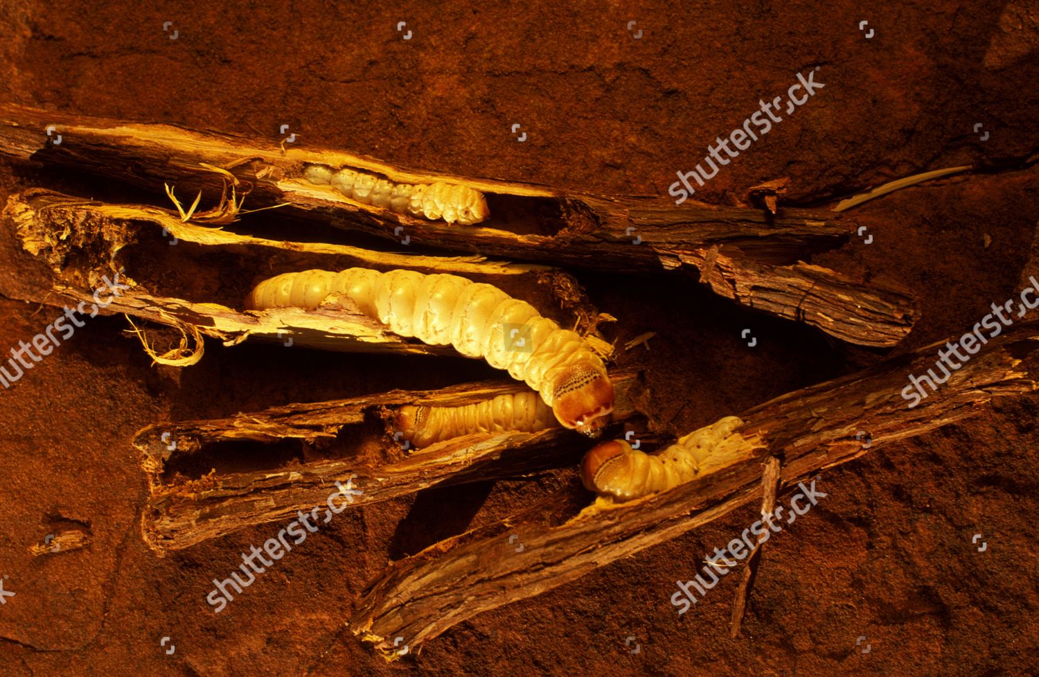 Witchetty Grub Australian Aboriginal Food Larva Editorial Stock Photo ...