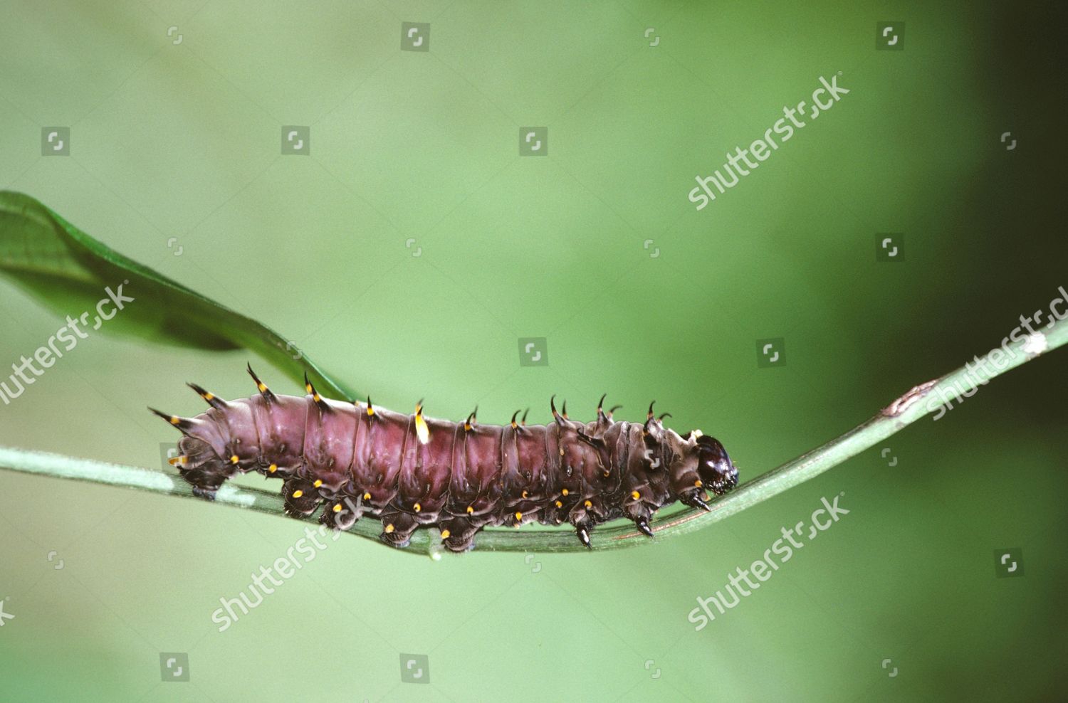 Richmond Birdwing Larva Subtropical Eastern Australia Editorial Stock ...