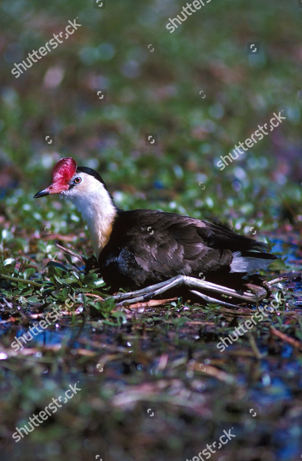 Combcrested Jacana On Nest Australia Editorial Stock Photo - Stock ...
