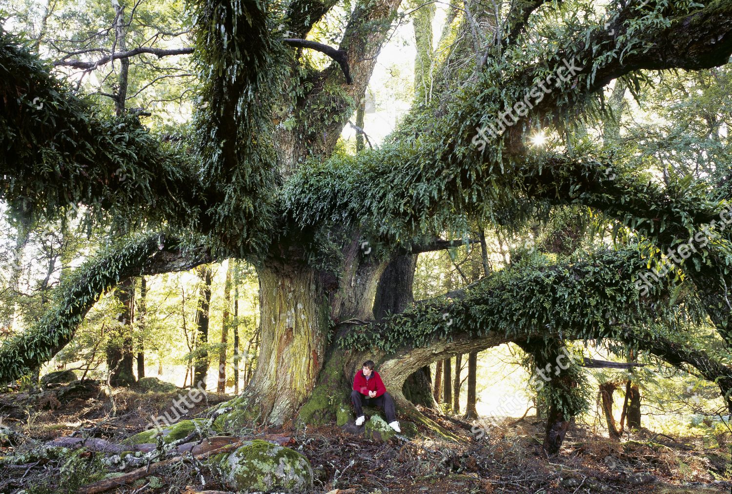Myrtle Beech Tree Ancient Specimen Person Editorial Stock Photo - Stock ...