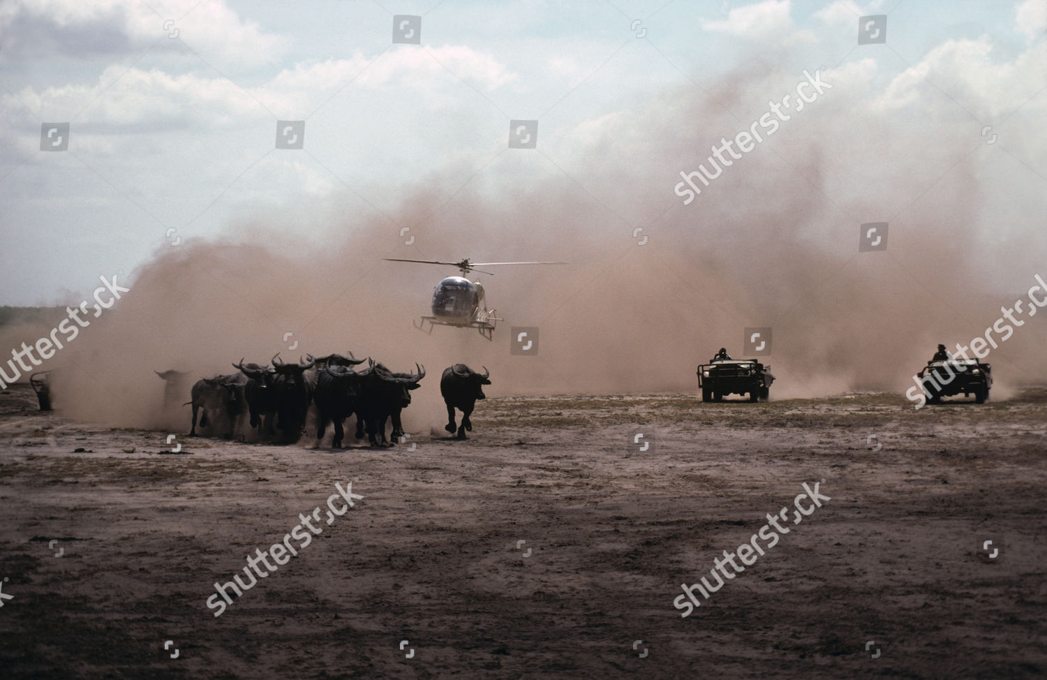 Mustering By Helicopter Wild Buffalo Kakadu Editorial Stock Photo ...