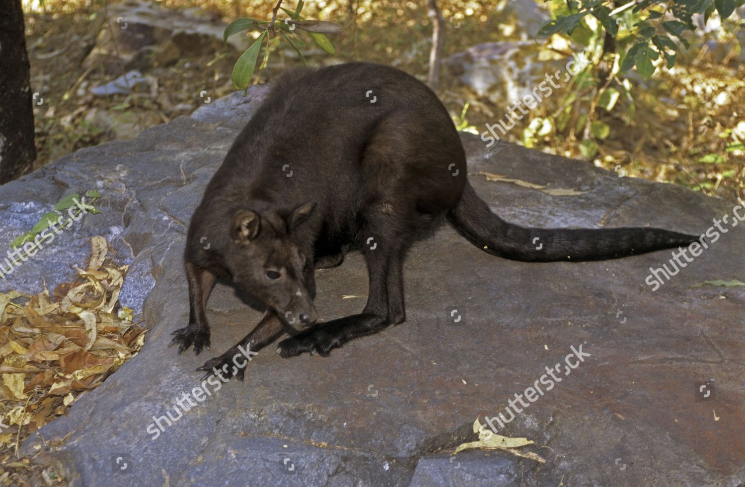 Black Wallaroo Arnhem Land Plateau Northern Editorial Stock Photo ...