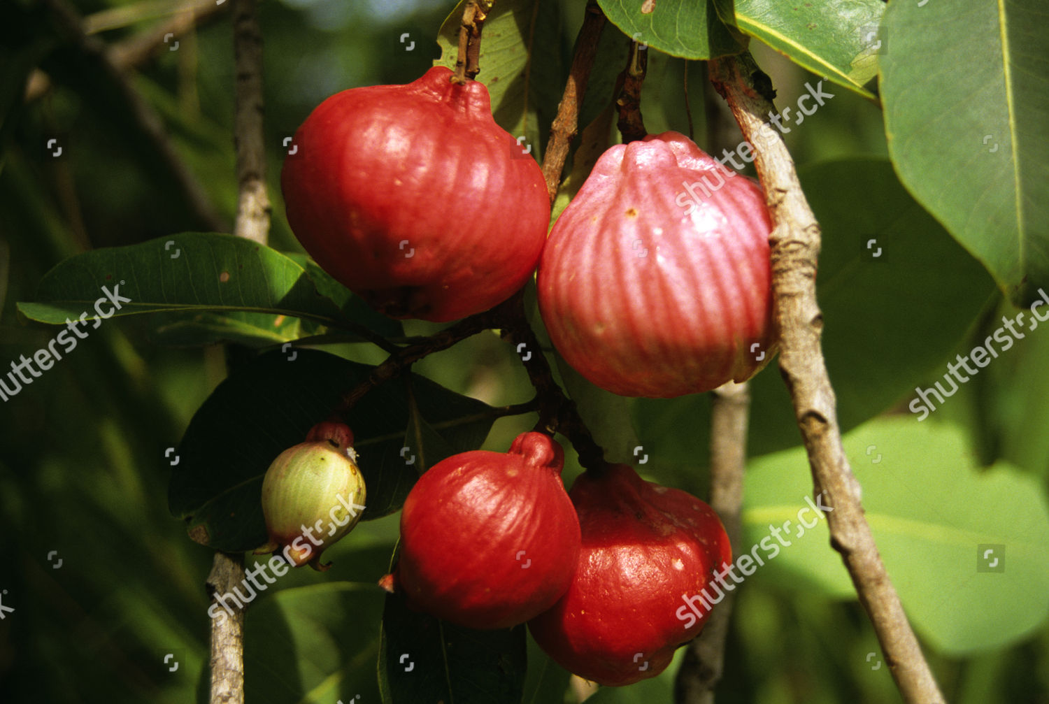 Red Bush Apple Aboriginal Food Top Editorial Stock Photo - Stock Image ...