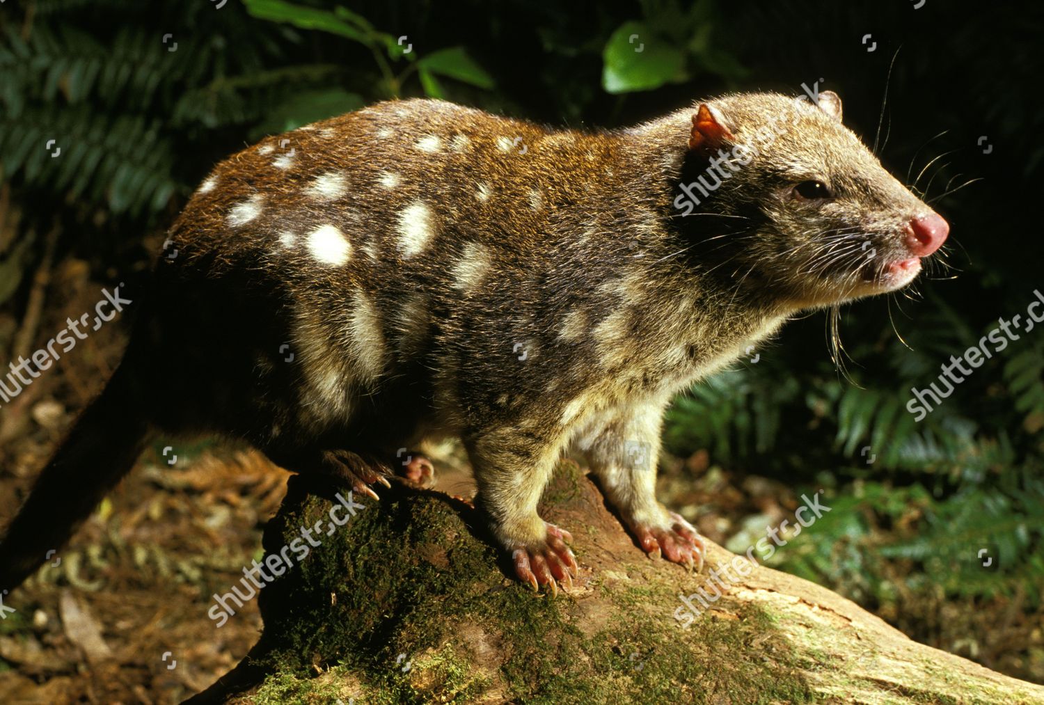 Spottedtail Quoll On Rock Southern Queensland Editorial Stock Photo ...