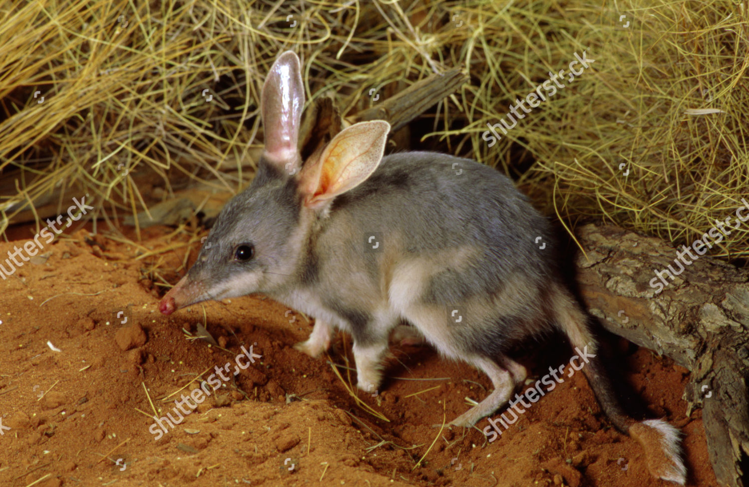 Greater Bilby Simpson Desert Queensland Australia Editorial Stock Photo ...
