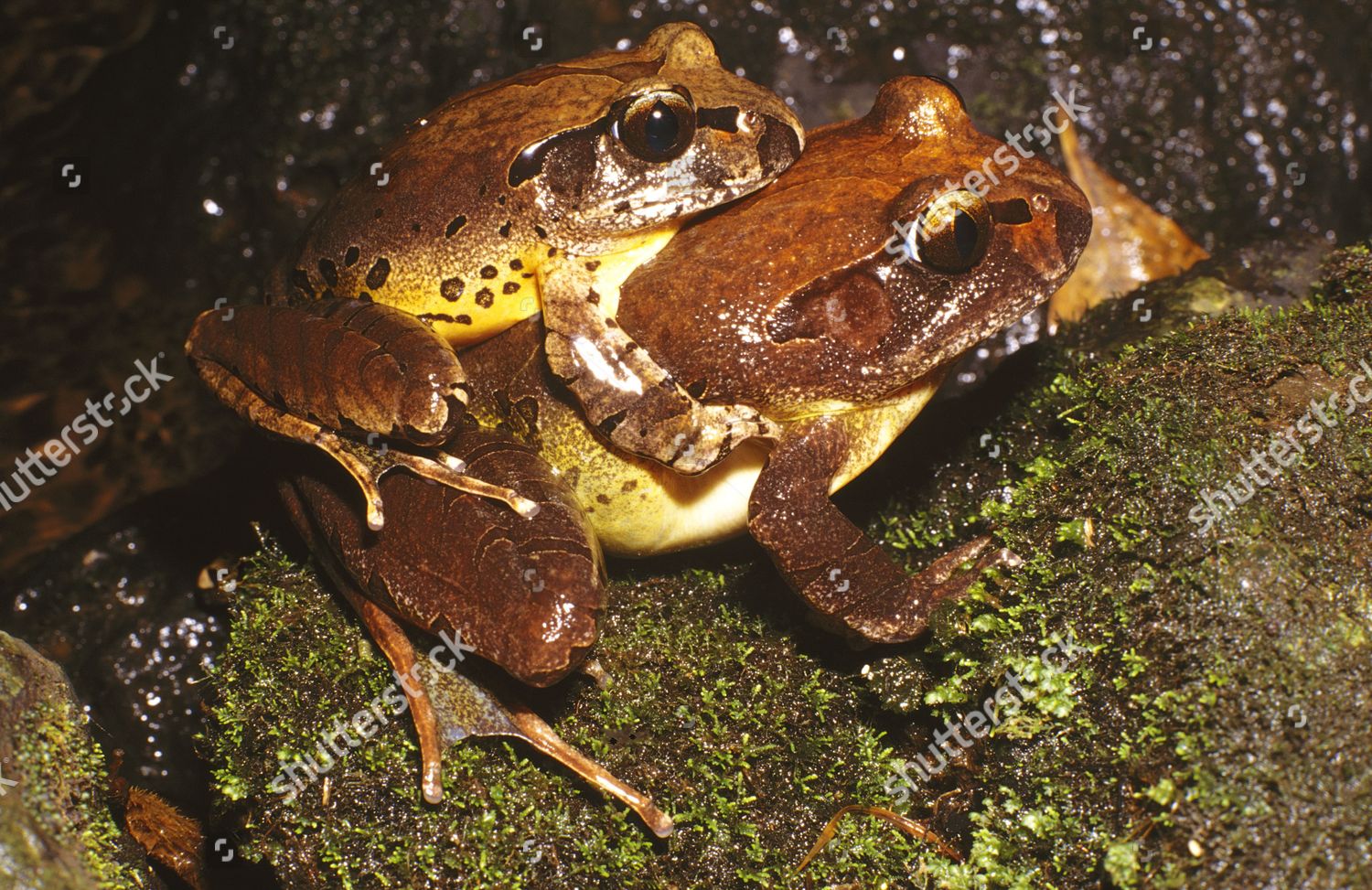 Fleays Frogs Amplexus Lamington National Park Editorial Stock Photo ...