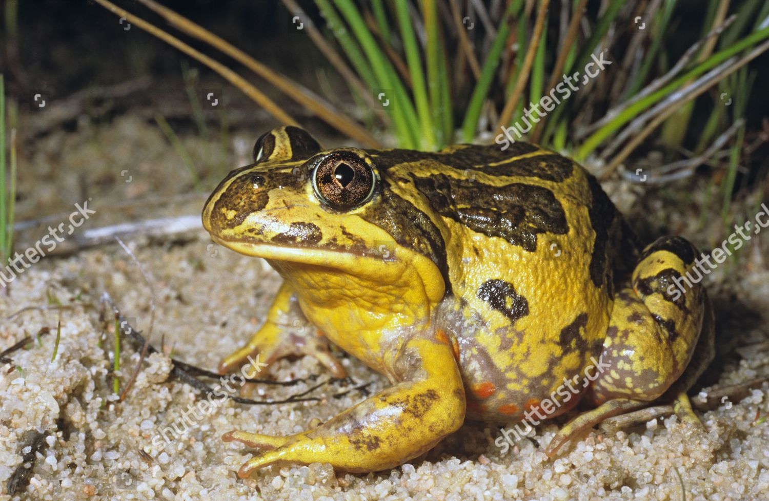 Western Banjo Frog Pobblebonk Marchagee Western Editorial Stock Photo ...