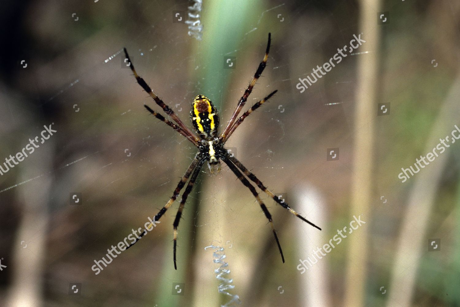 Cross Spider Western Australia Editorial Stock Photo - Stock Image ...