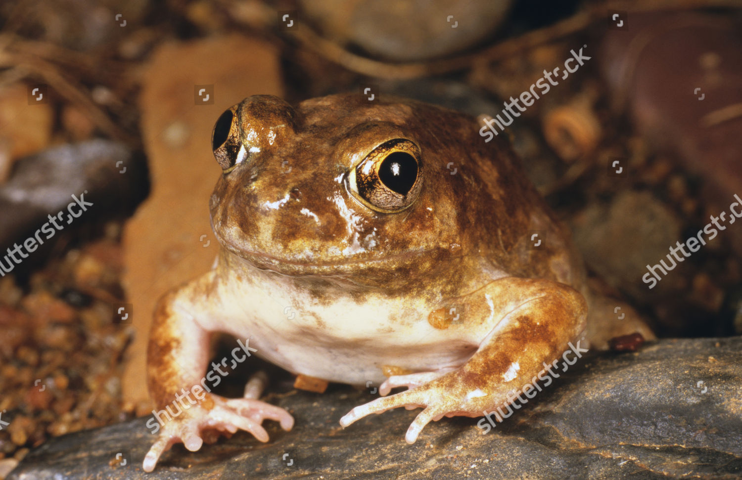 Spencers Burrowing Frog South Port Hedland Editorial Stock Photo ...