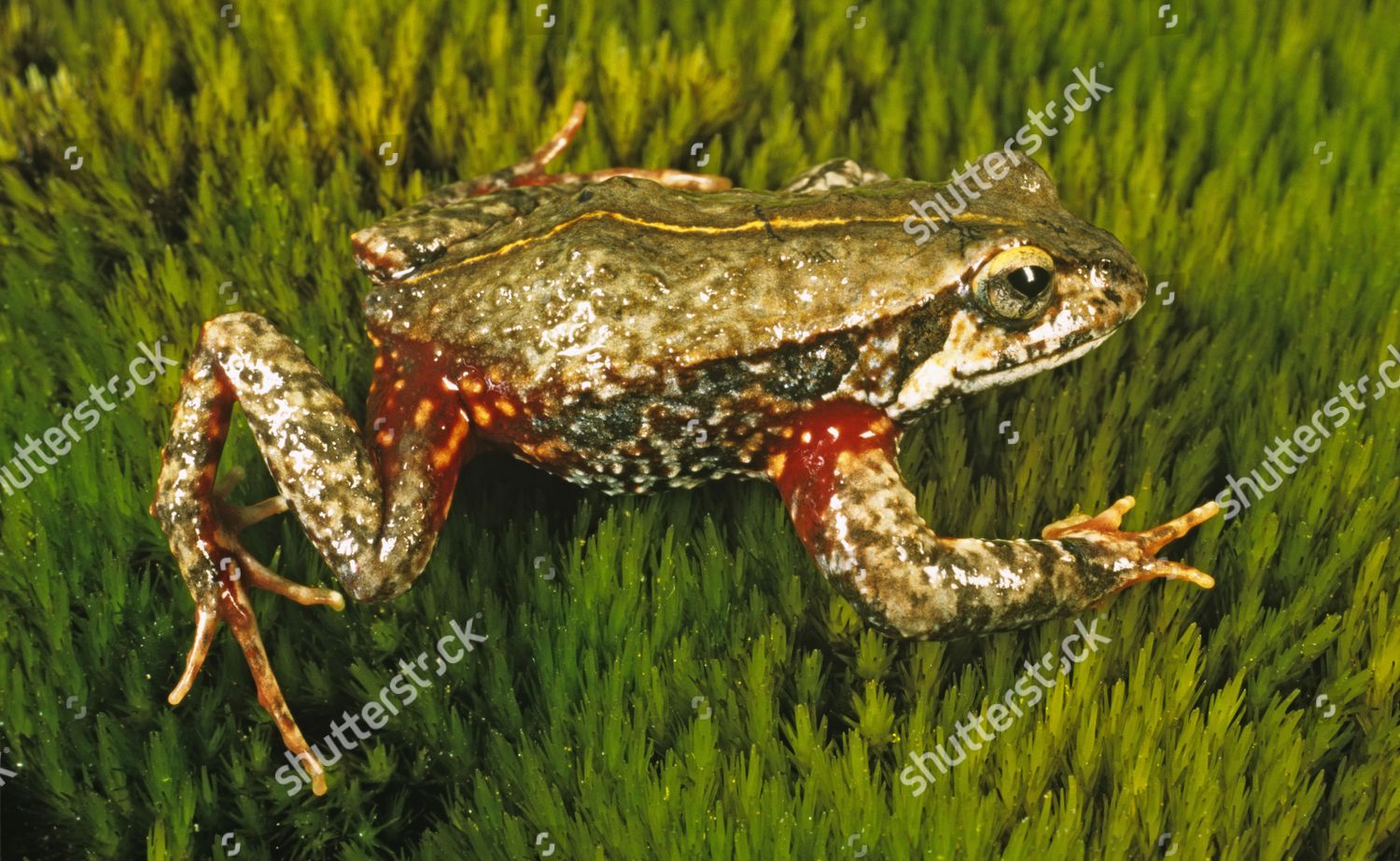 Tschudis Quacking Froglet Crinia Georgiana Albany Editorial Stock Photo ...