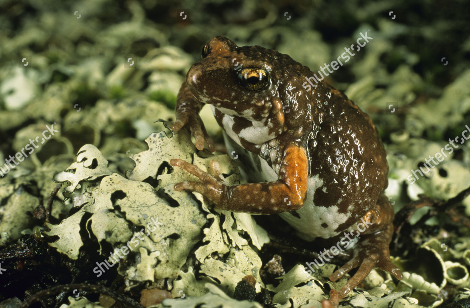 Western Toadlet On Lichen Bed On Editorial Stock Photo - Stock Image ...