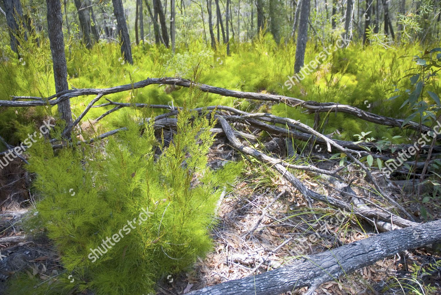 Koala Fern Called Foxtail Sedge Curlytop Editorial Stock Photo - Stock ...