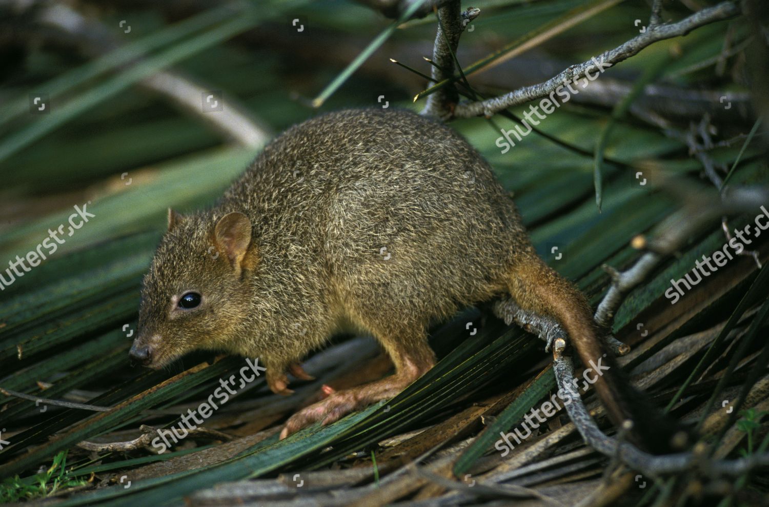 Brushtailed Bettong Australia Editorial Stock Photo - Stock Image ...