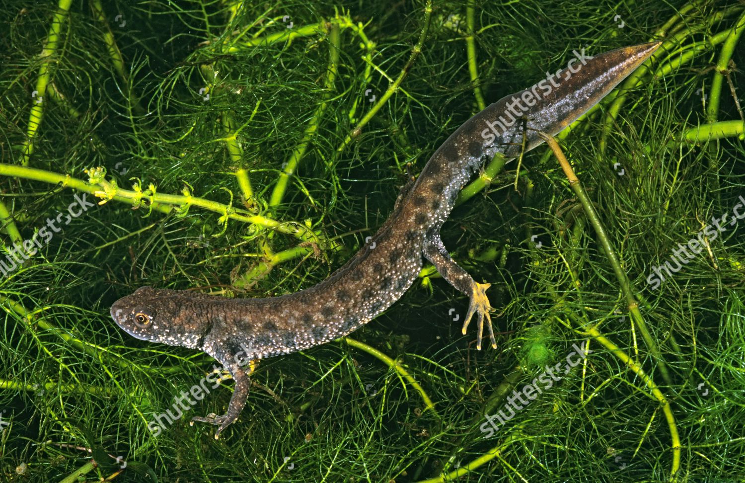 Great Crested Newt United Kingdom Editorial Stock Photo - Stock Image ...