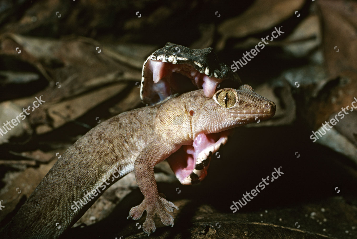 COMMON SOUTHERN DEATH ADDER EATING GECKO Editorial Stock Photo - Stock ...