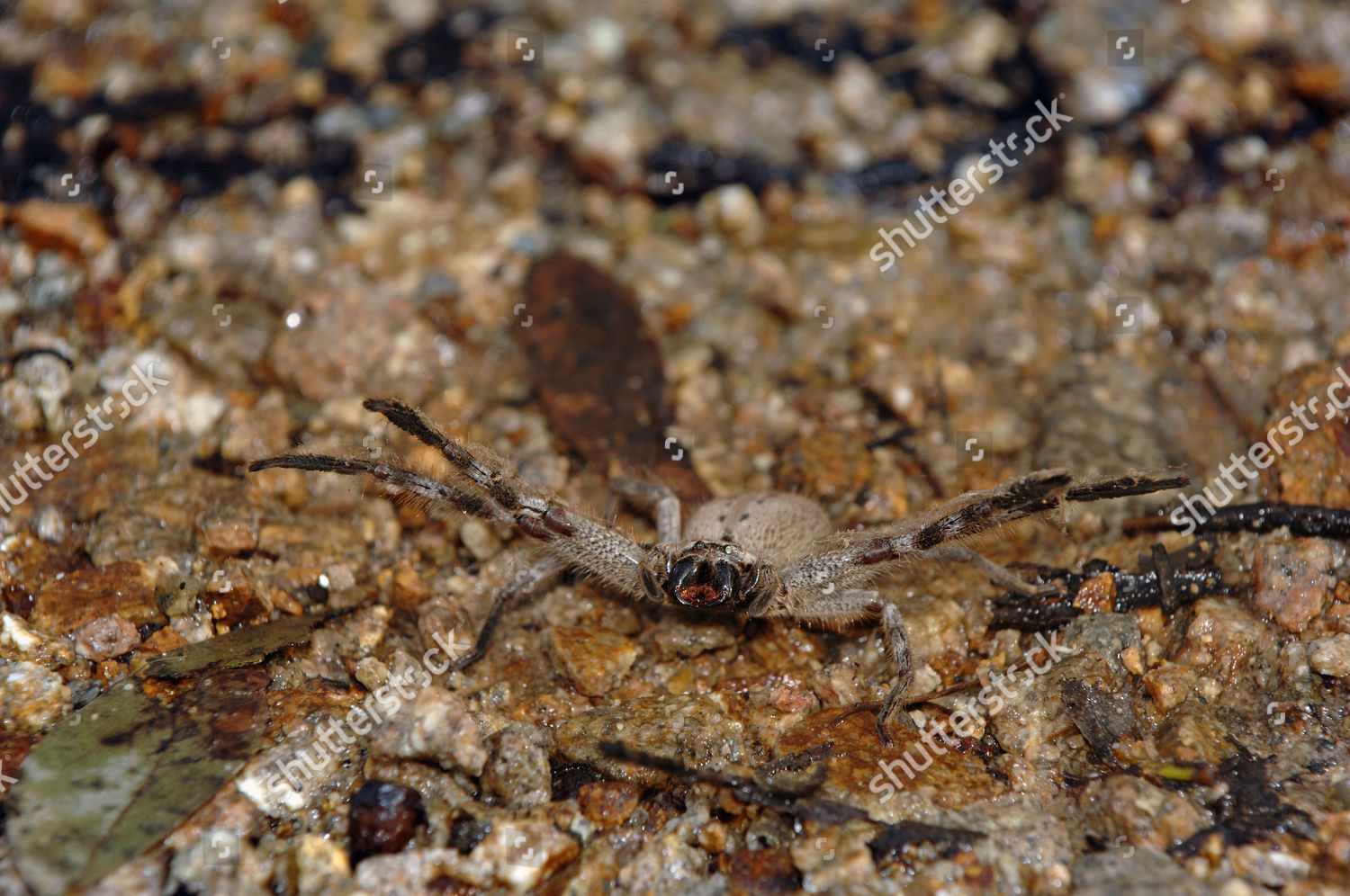 Huntsman Spider Victoria Australia Editorial Stock Photo - Stock Image ...