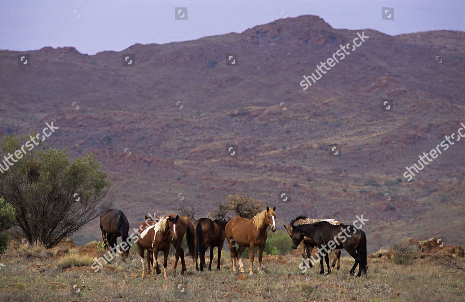 Feral Horse Herd Musgrave Ranges Northern Editorial Stock Photo - Stock ...