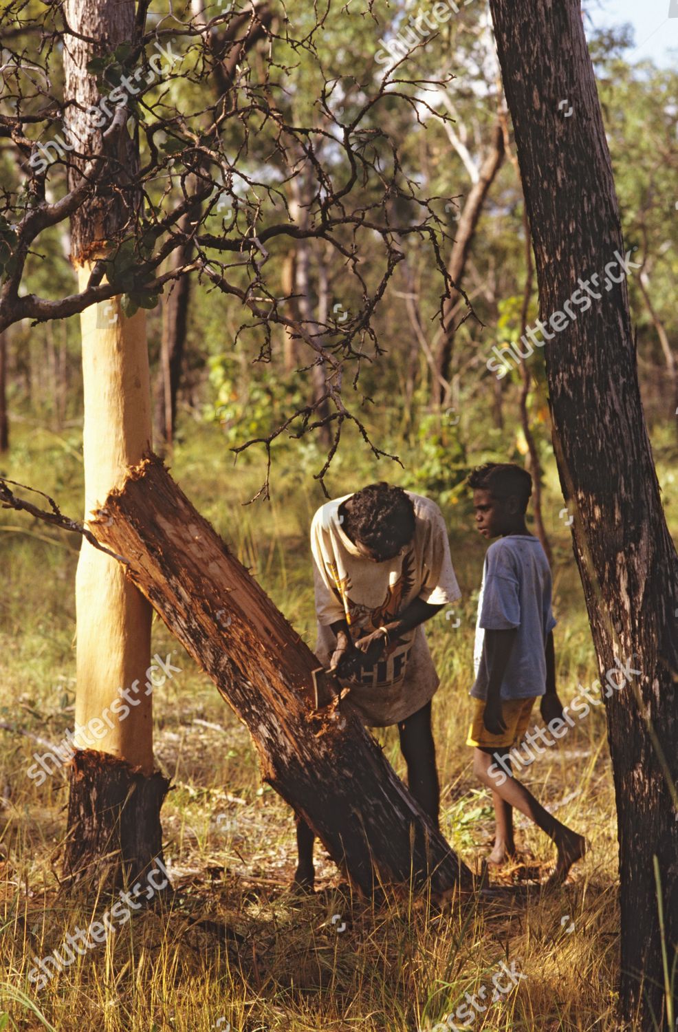 Aboriginal People Stripping Ironbark Tree Bark Editorial Stock Photo ...