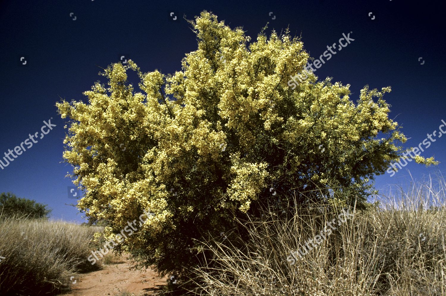 Gidgee Wattle Acacia Georginae Western Edge Editorial Stock Photo ...