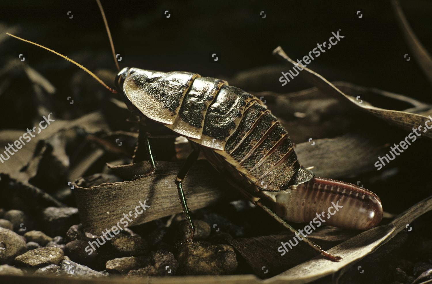 Bush Cockroach Polyzostera Pubescens Egg Capsule Editorial Stock Photo ...