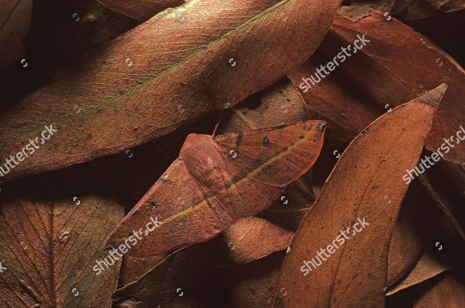 Leafmimicking Moth On Leaves Australia Editorial Stock Photo - Stock ...
