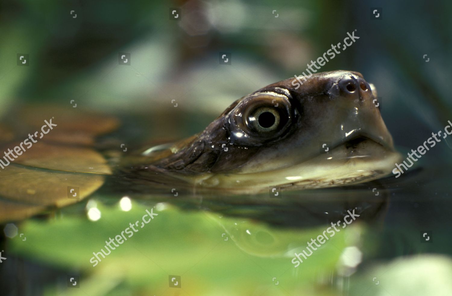 Western Swamp Turtle Bullsbrook Western Australia Editorial Stock Photo ...