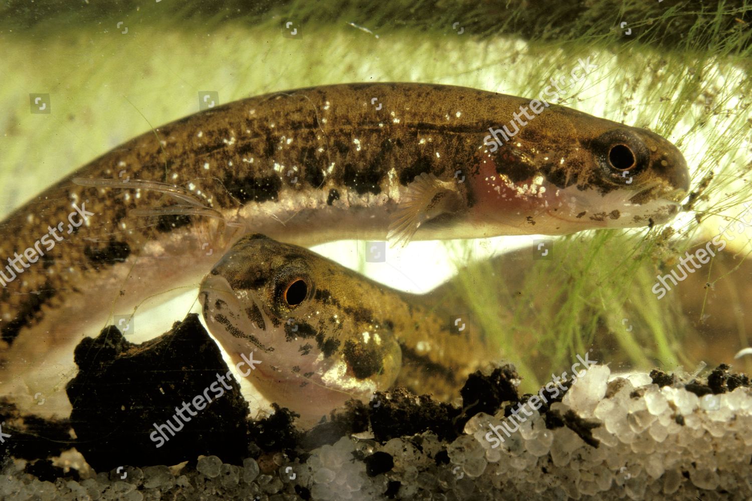Salamander Fish Northcliffe Southwest Western Australia Editorial Stock ...