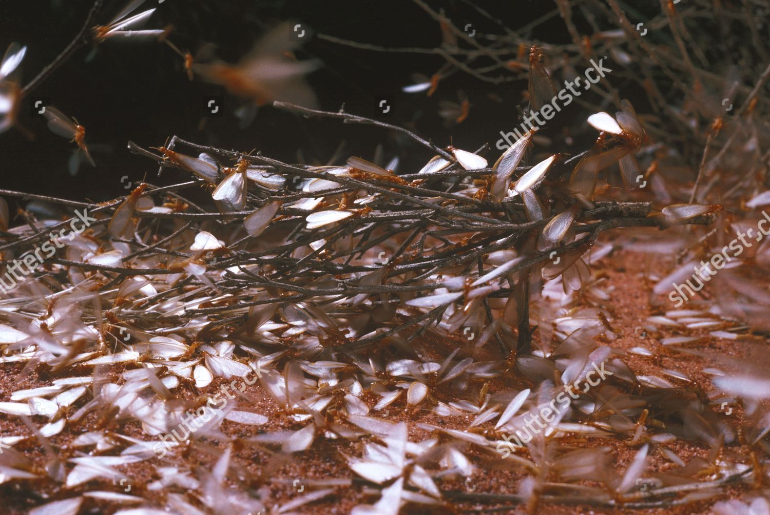 Termite Alates Leaving Nest Night During Editorial Stock Photo - Stock ...