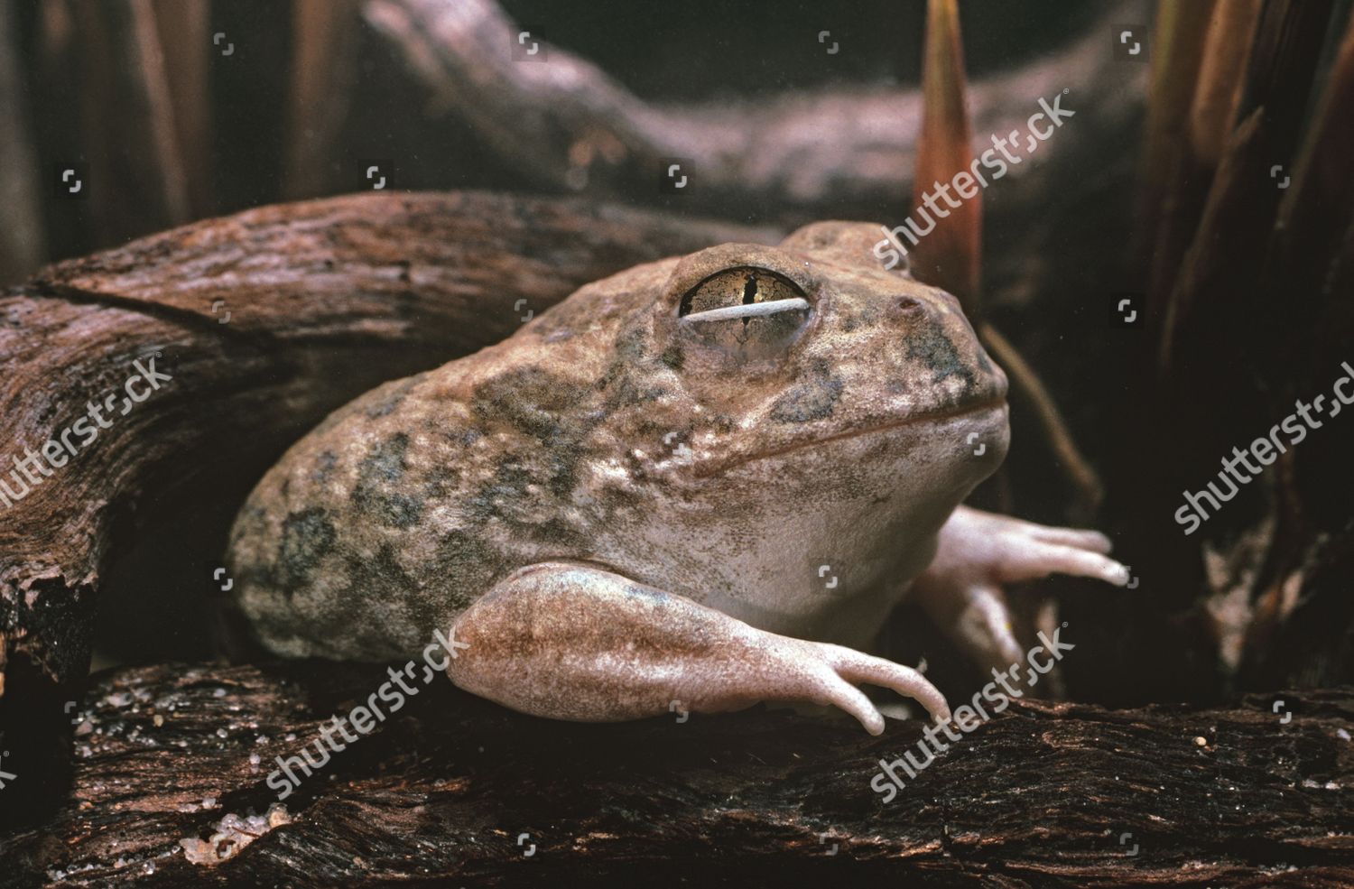 Trilling Frog Underwater Lake Goyder Simpson Editorial Stock Photo ...