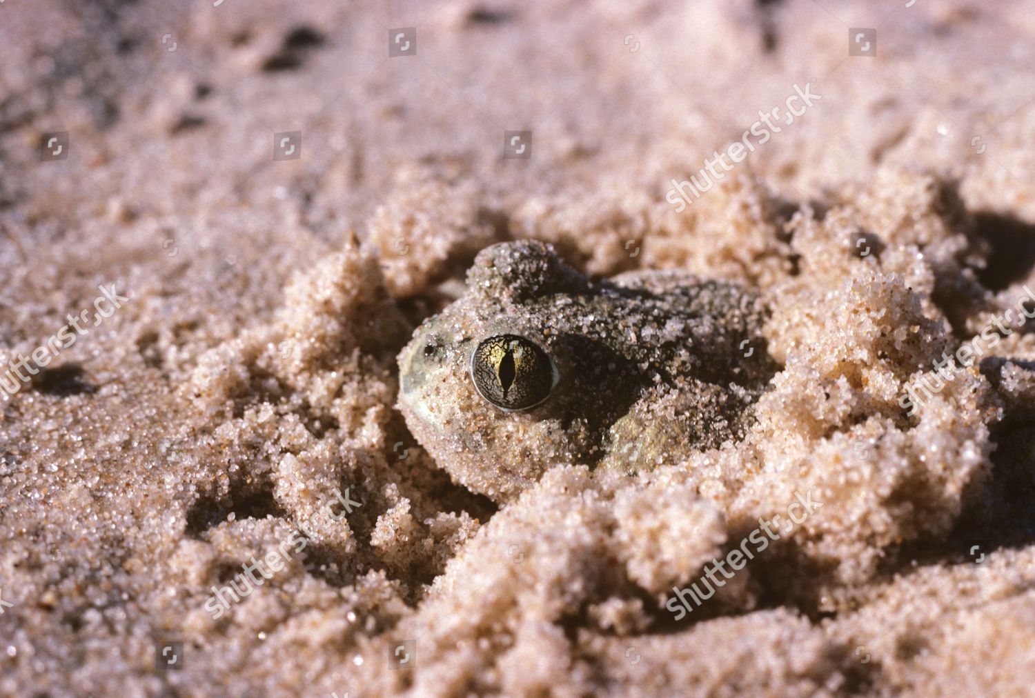 Trilling Frog Burrowing Lake Goyder Simpson Editorial Stock Photo ...