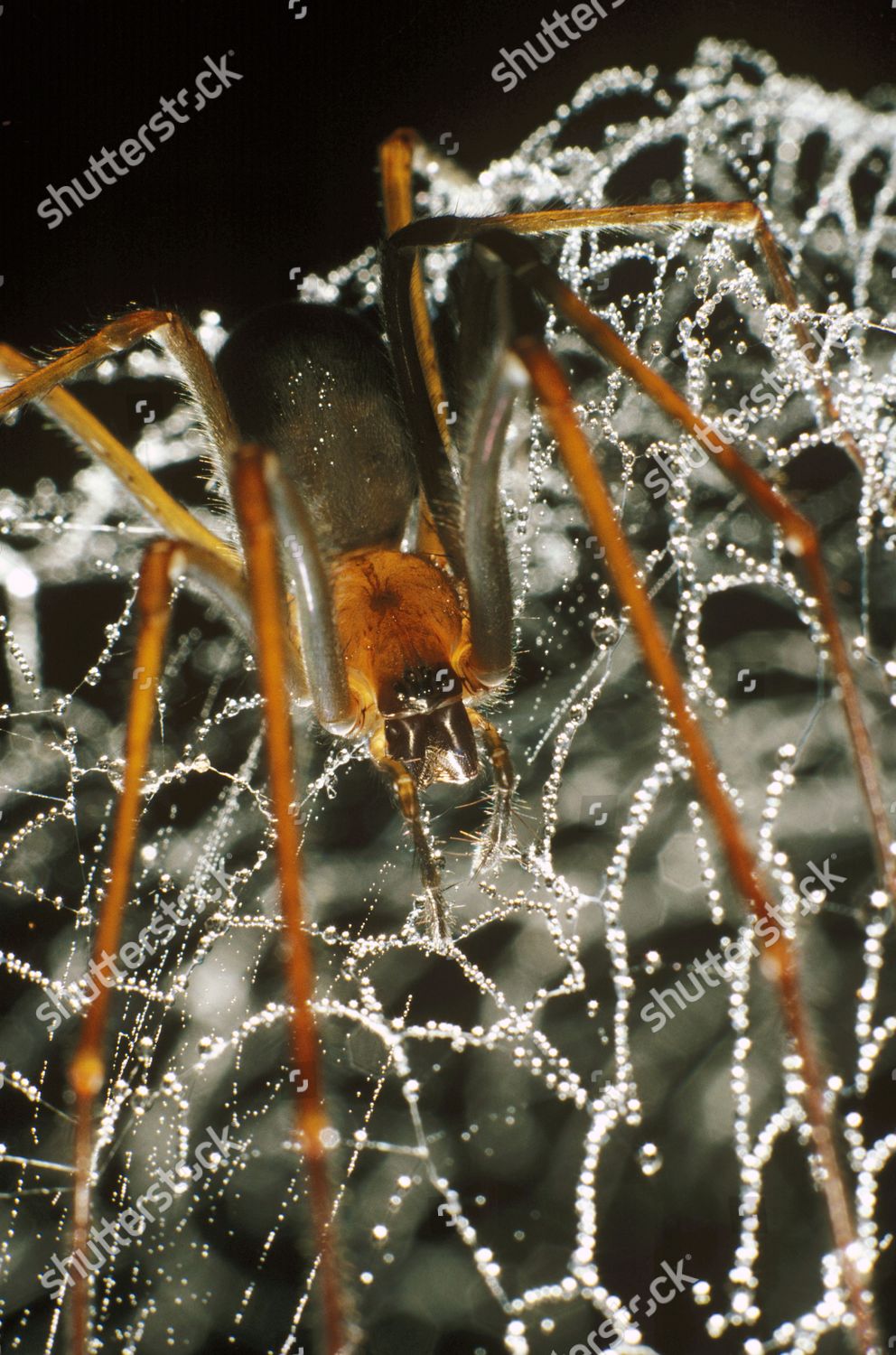 Tasmanian Cave Spider Hastings Cave Southeastern Editorial Stock Photo ...