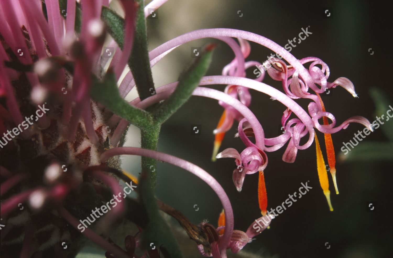 Rose Coneflower Dryandra State Forest Western Editorial Stock Photo ...