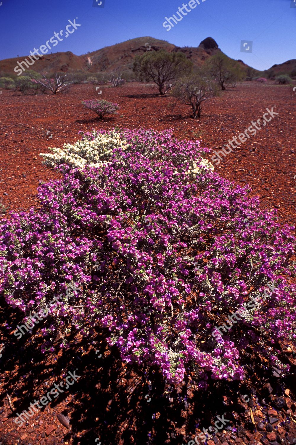Pinyuru Spotted Emu Bush Pilbara Western Editorial Stock Photo - Stock ...