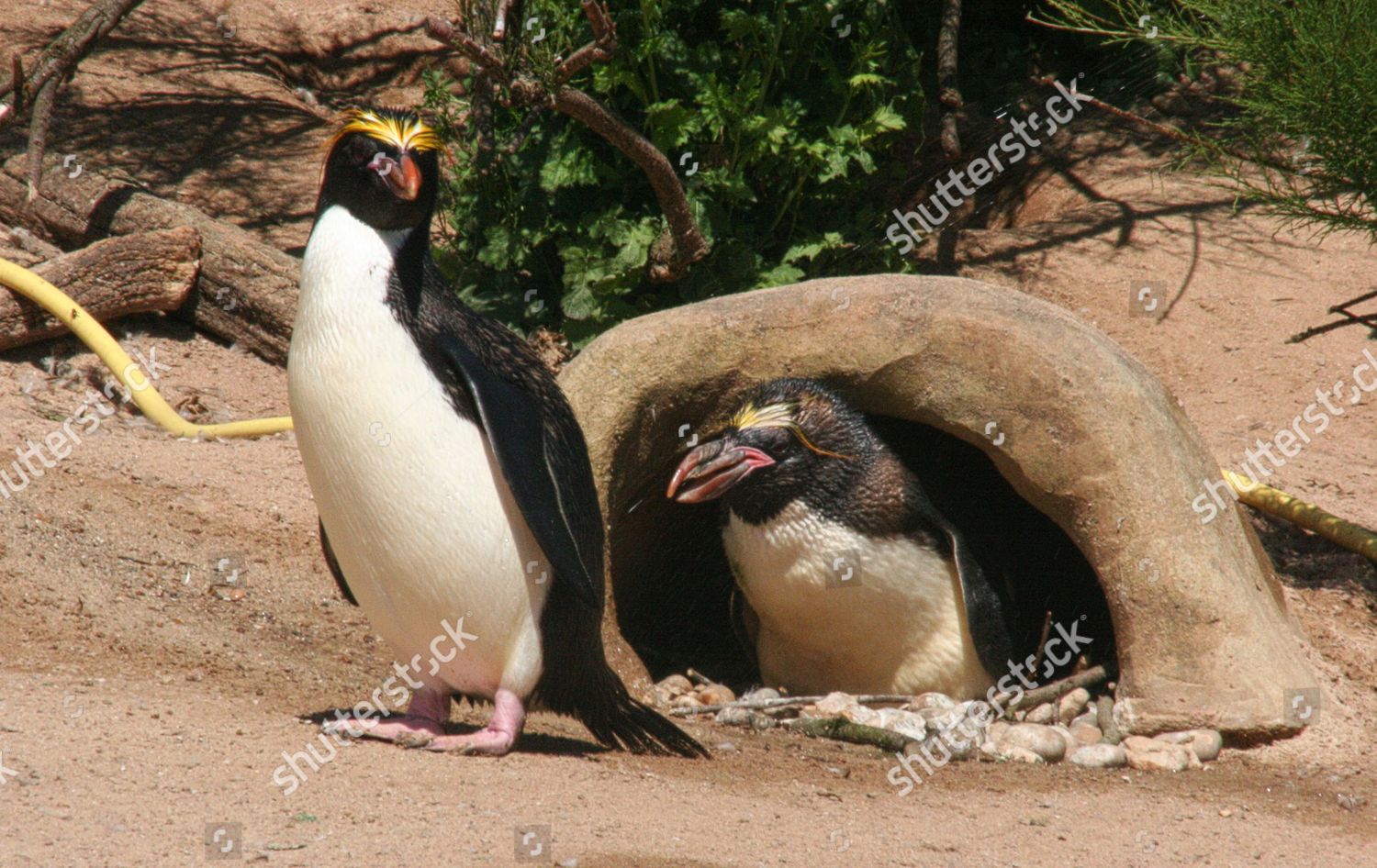 Macaroni Penguins Juan Pebbles Nesting African Editorial Stock Photo ...