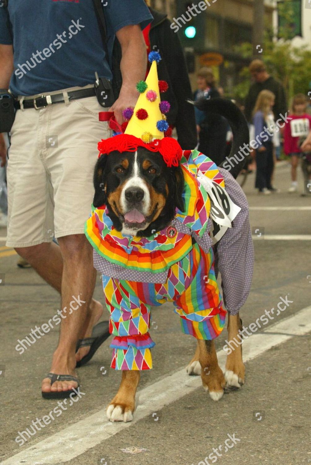 Dog Wearing Clown Costume Editorial Stock Photo - Stock Image ...