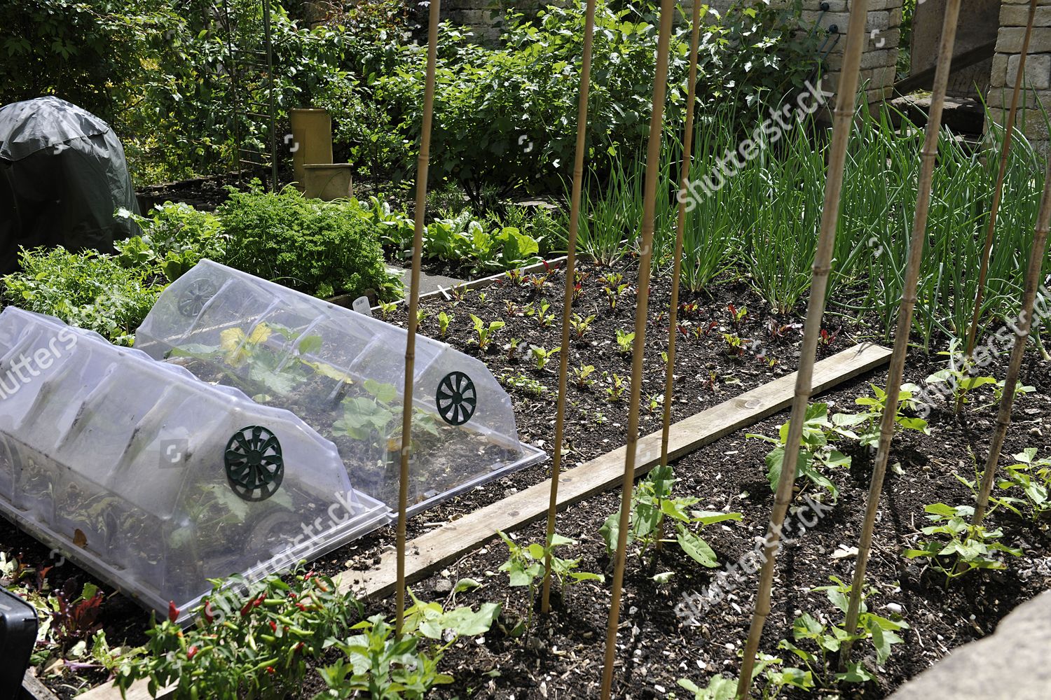 Cloches Vegetable Garden Plots Editorial Stock Photo - Stock Image ...