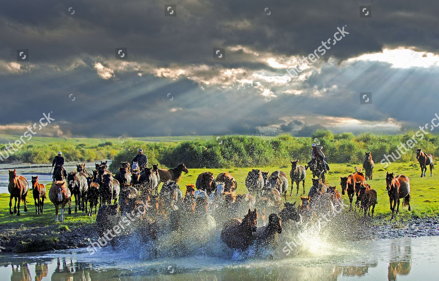Herding Yili Horses Across Kunes Grassland Editorial Stock Photo ...