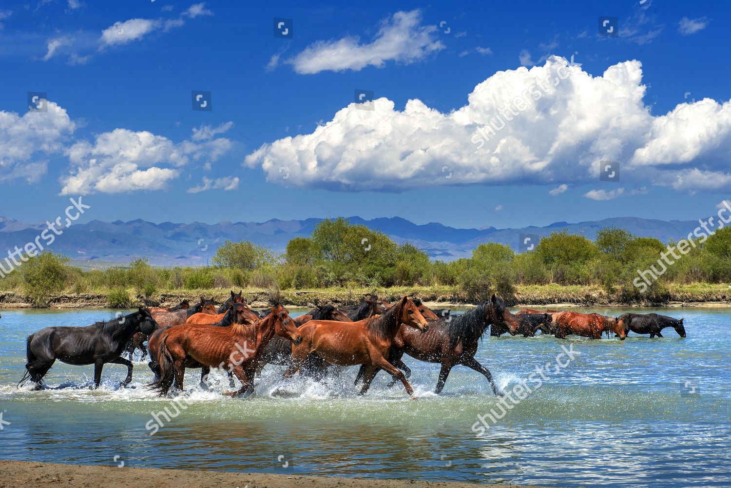 Herding Yili Horses Across Kunes Grassland Editorial Stock Photo ...
