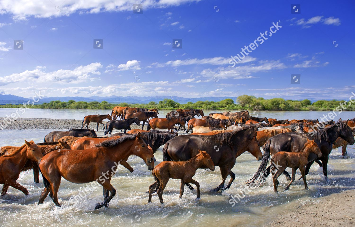 Herding Yili Horses Across Kunes Grassland Editorial Stock Photo ...