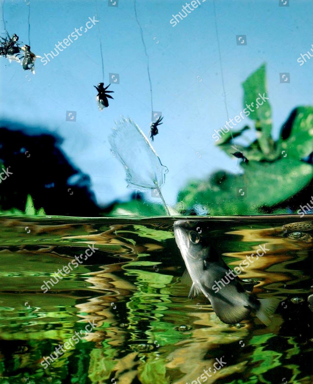 Archer Fish Spitting Jet Water Food Editorial Stock Photo - Stock Image ...
