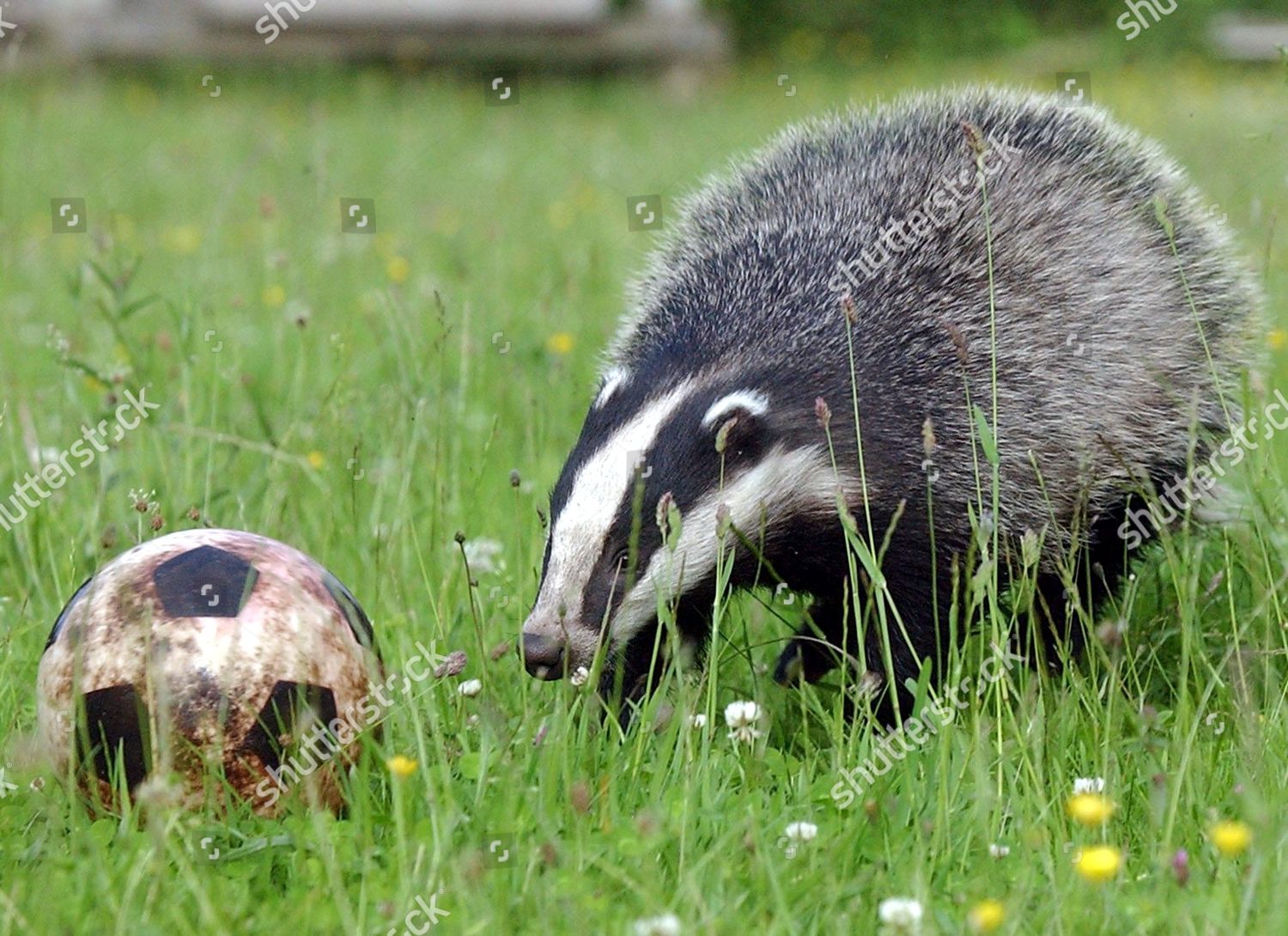 Badger Playing Football Editorial Stock Photo - Stock Image | Shutterstock