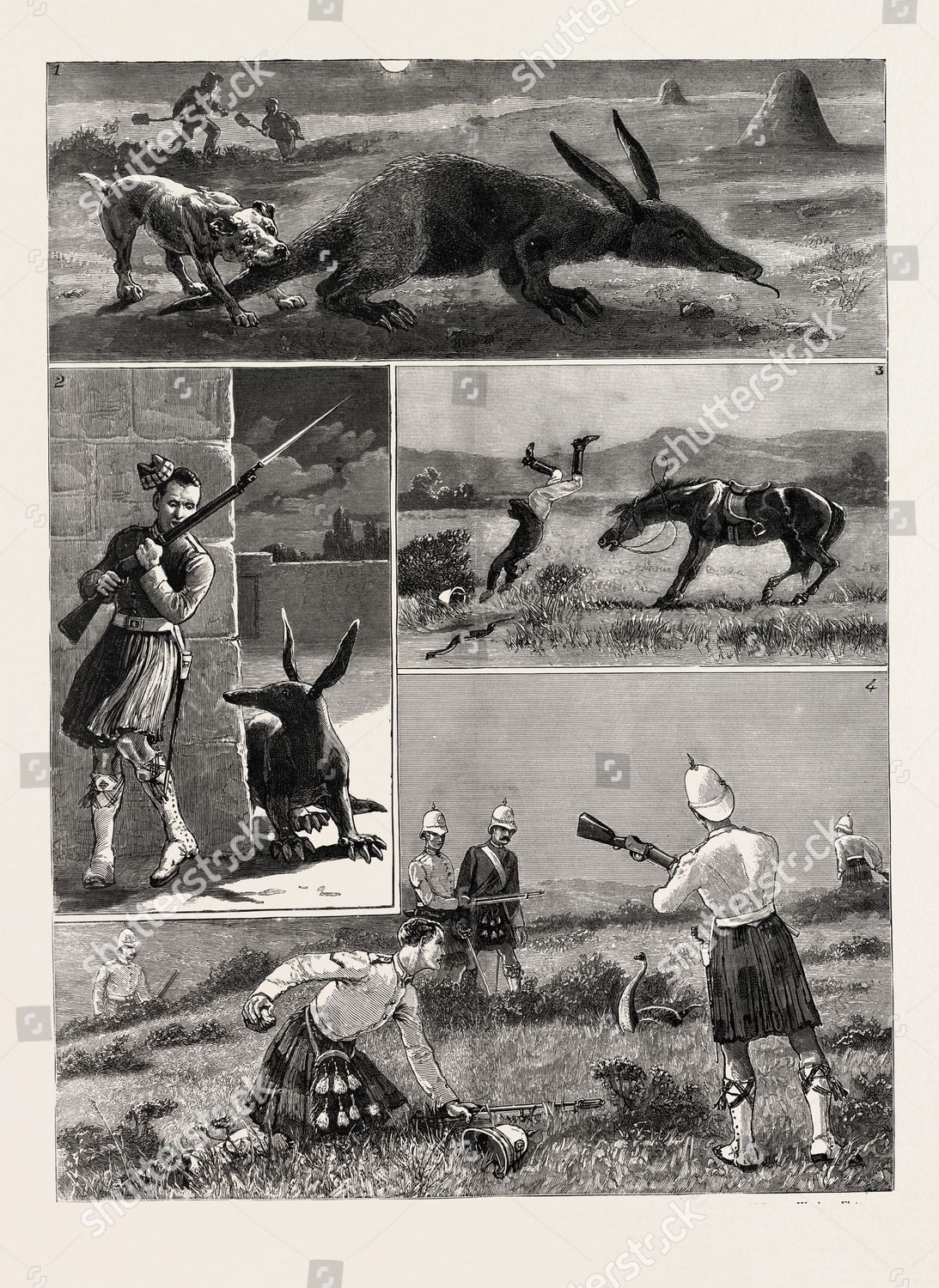 South Africa Capture Aard Vark Earth Editorial Stock Photo - Stock ...