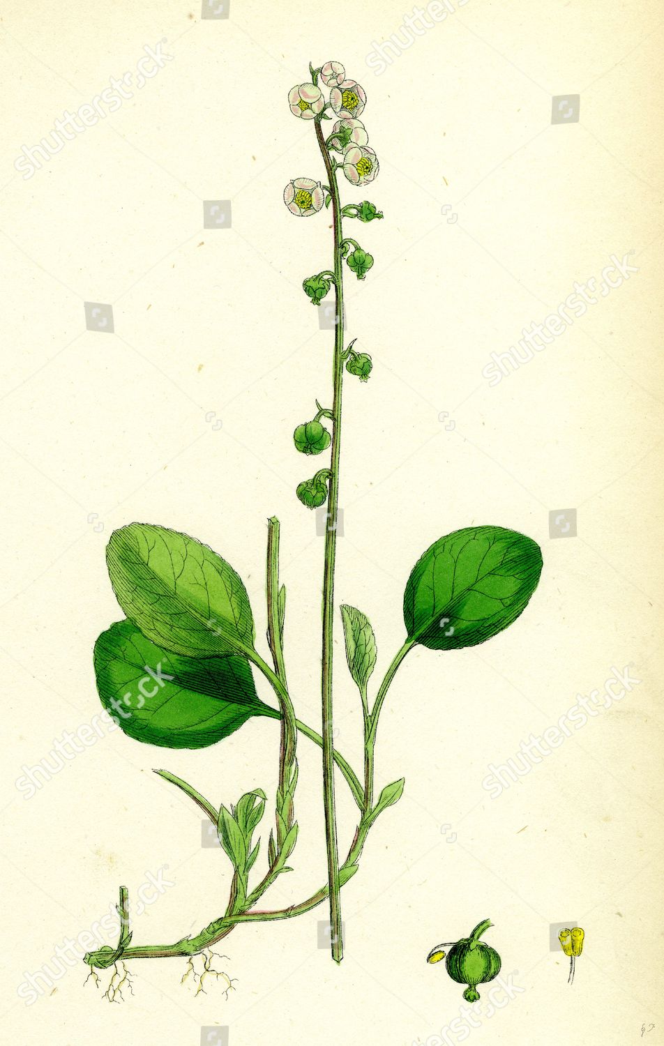 Pyrola Minor Lesser Wintergreen Editorial Stock Photo - Stock Image ...