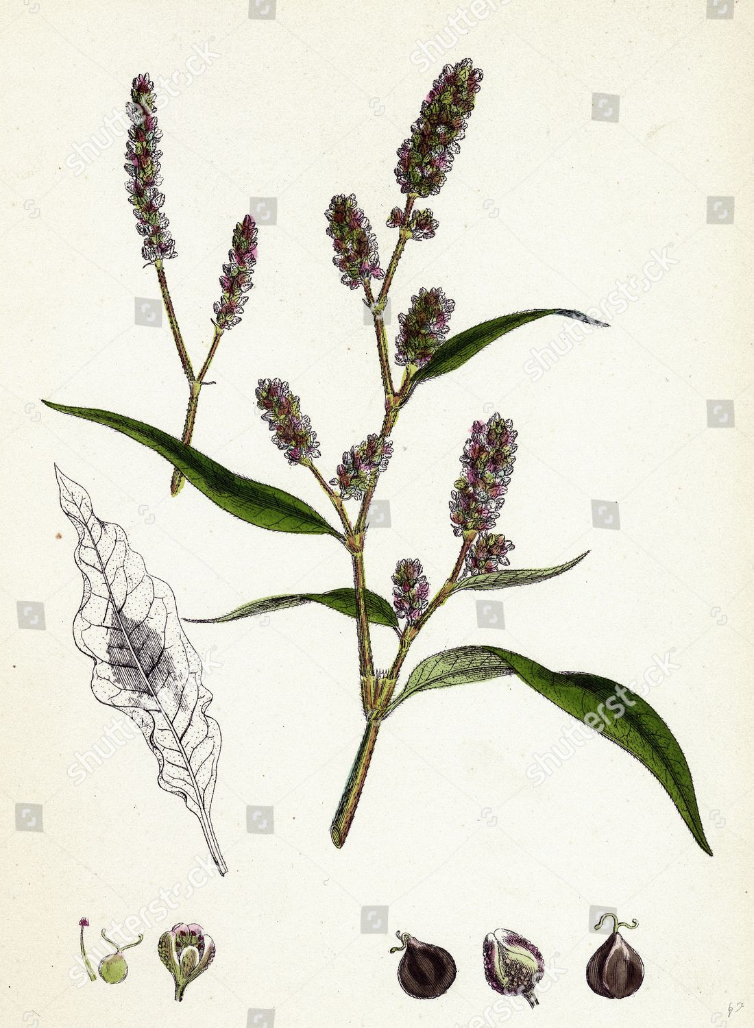 Polygonum Lapathifolium Var Nodosum Glandular Persicaria Editorial ...