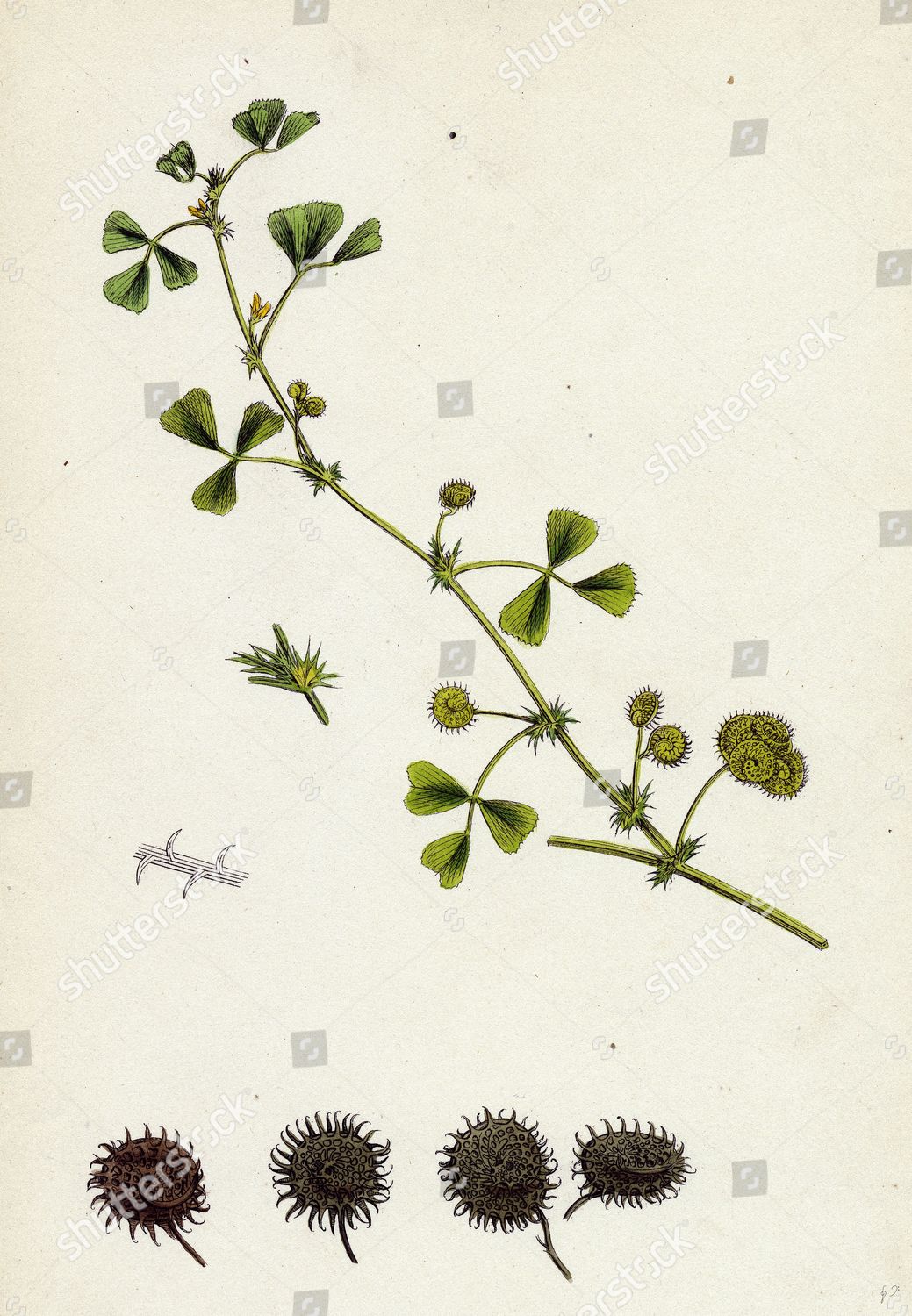 Medicago Denticulata Reticulated Medick Editorial Stock Photo - Stock ...