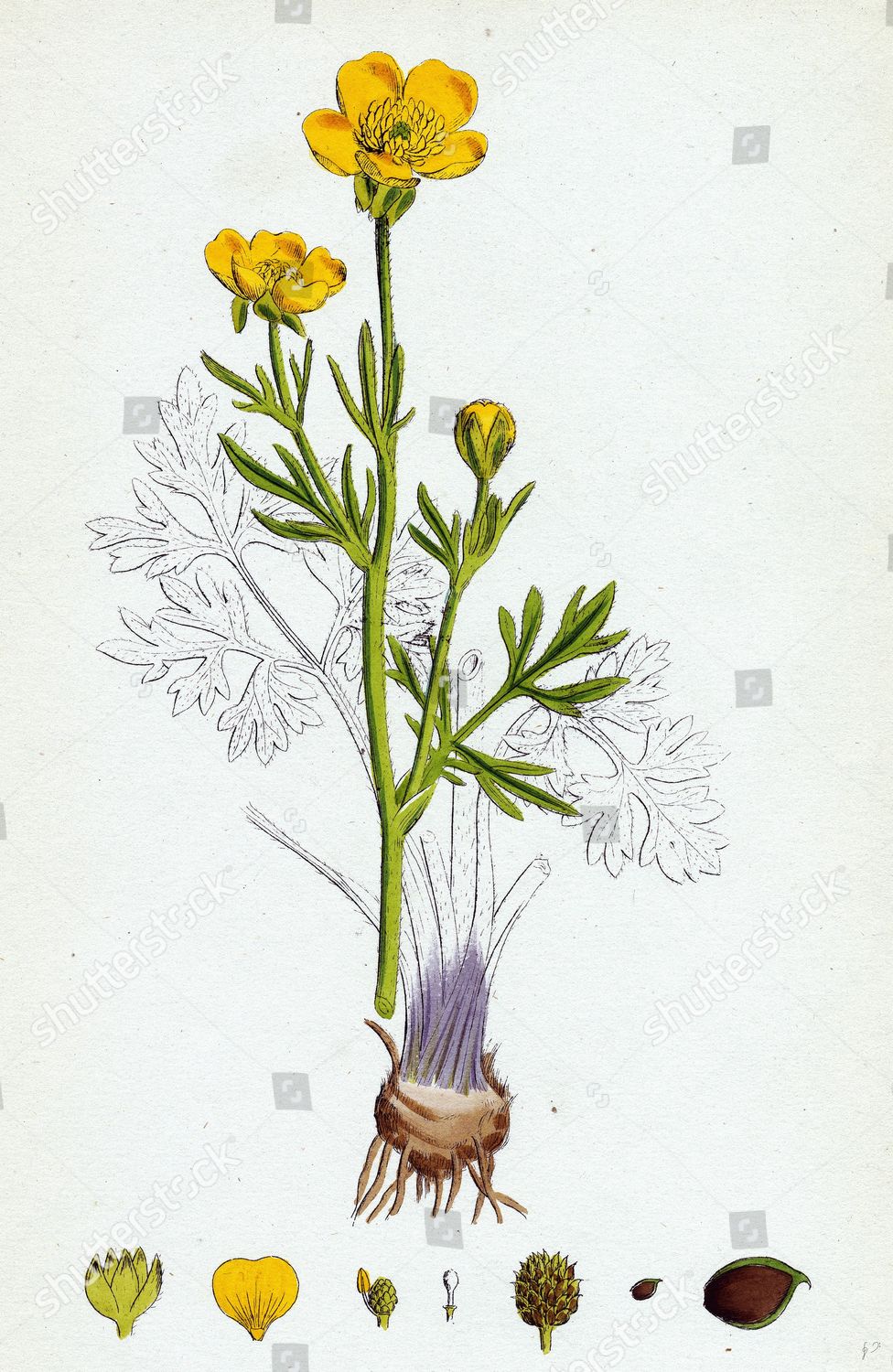 Ranunculus Bulbosus Bulbous Crowfoot Editorial Stock Photo - Stock ...
