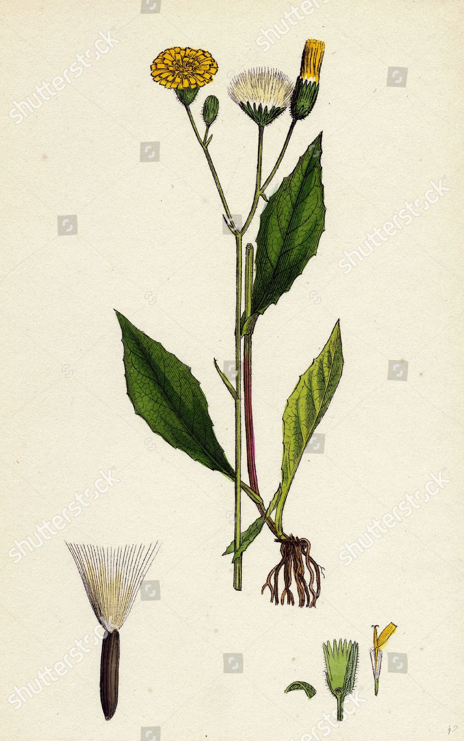 Crepis Paludosa Marsh Hawksbeard Editorial Stock Photo - Stock Image ...