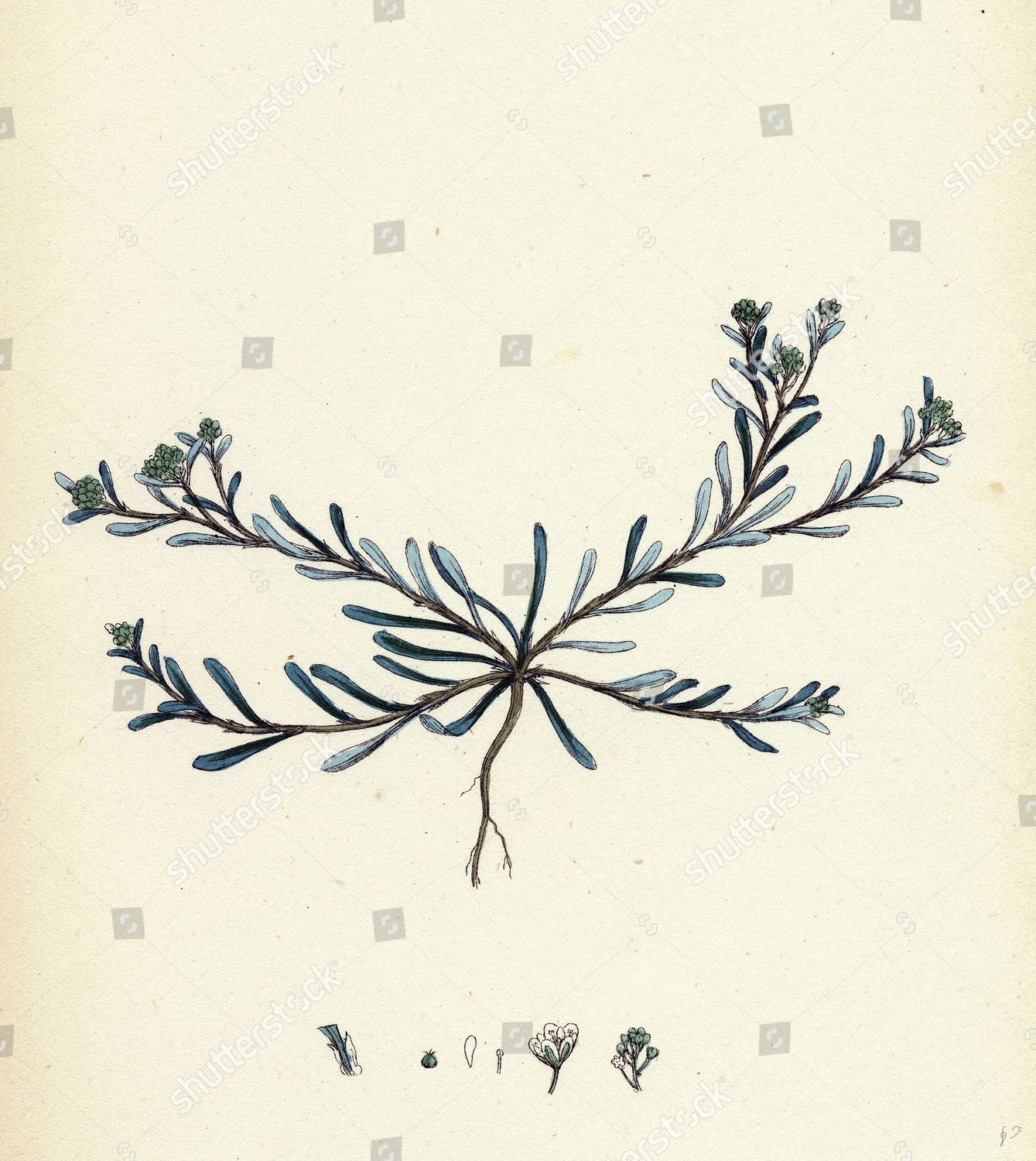 Corrigiola Littoralis Sand Strapwort Editorial Stock Photo - Stock ...