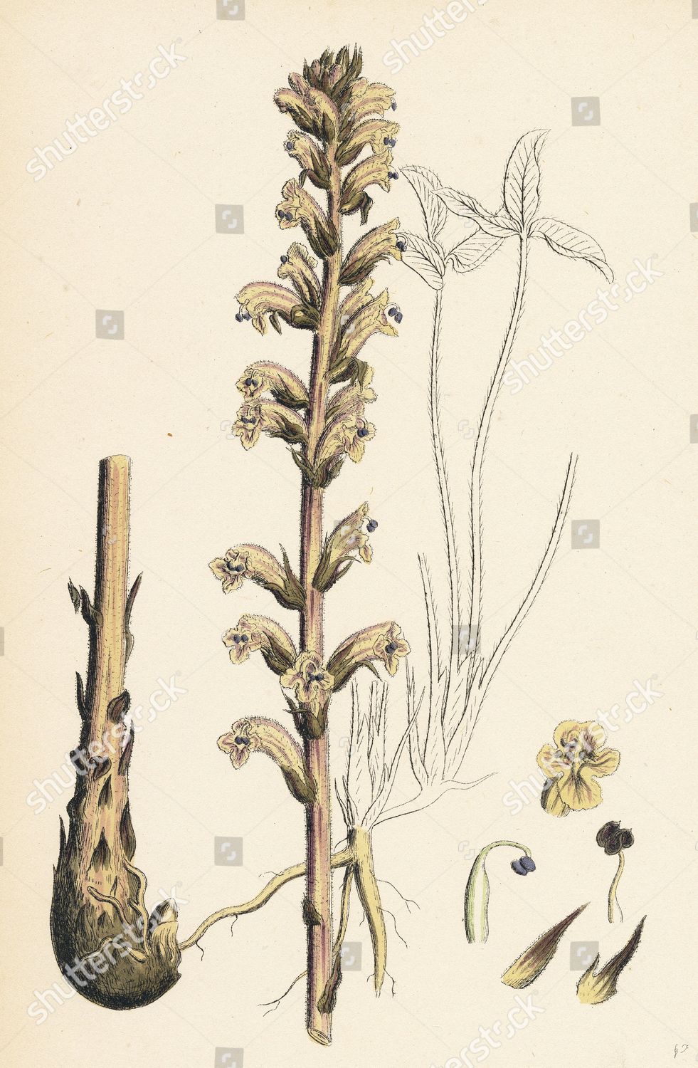 Orobanche Euminor Lesser Broomrape Editorial Stock Photo - Stock Image ...